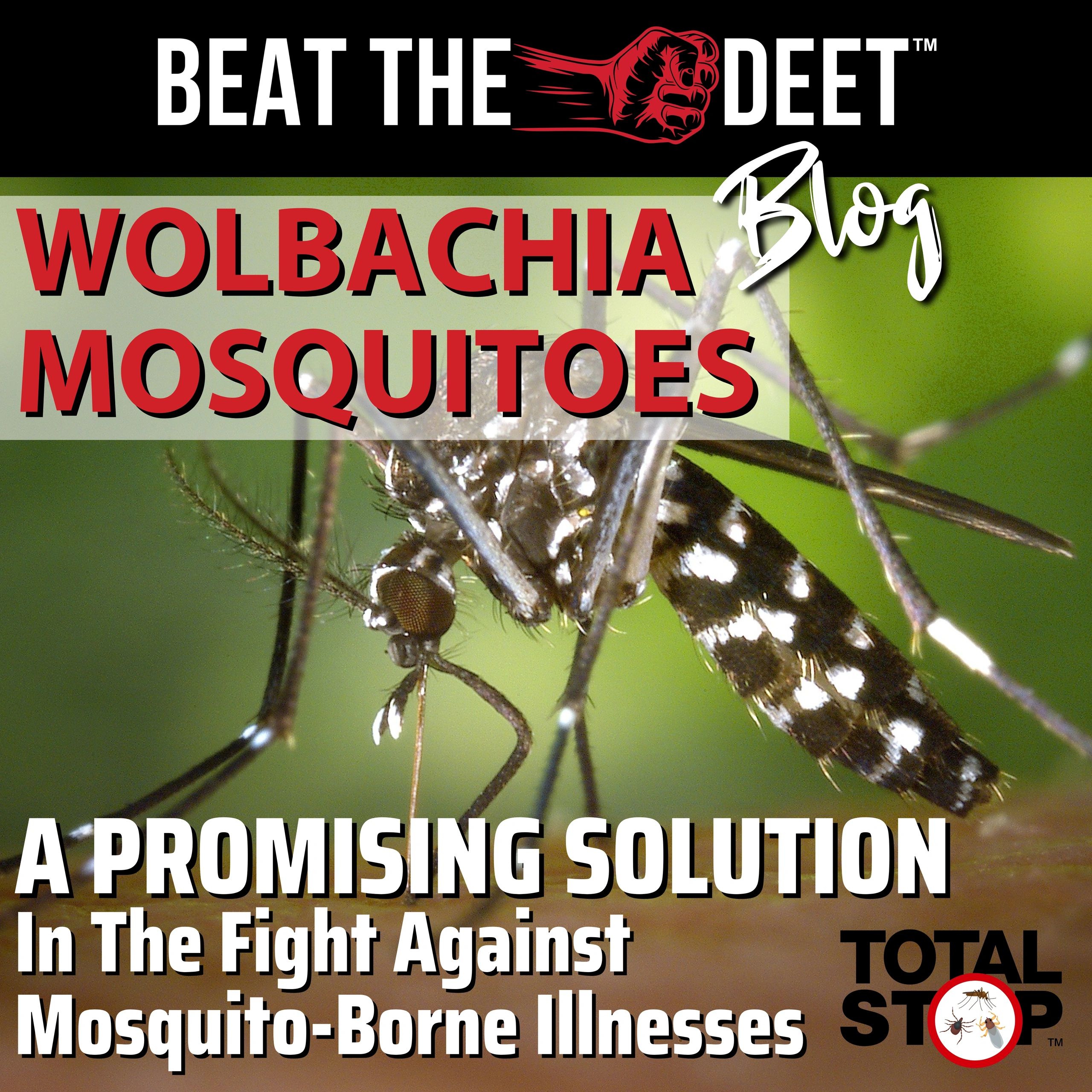 Wolbachia Mosquitoes